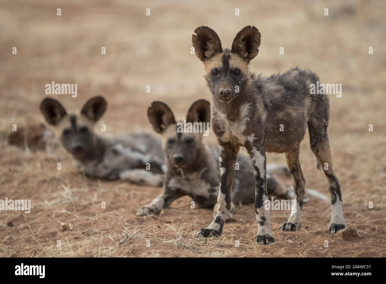 African wild dogs (lycaon pictus) in Erindi private game reserve ...
