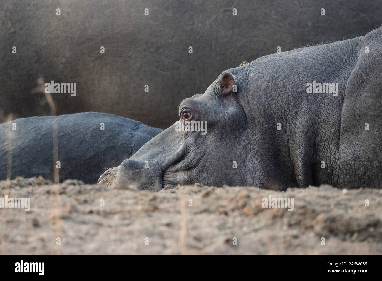 Hippo tail hippopotamus hi-res stock photography and images - Alamy