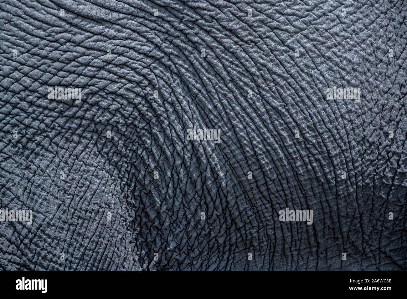Animal skin close up hi-res stock photography and images - Alamy