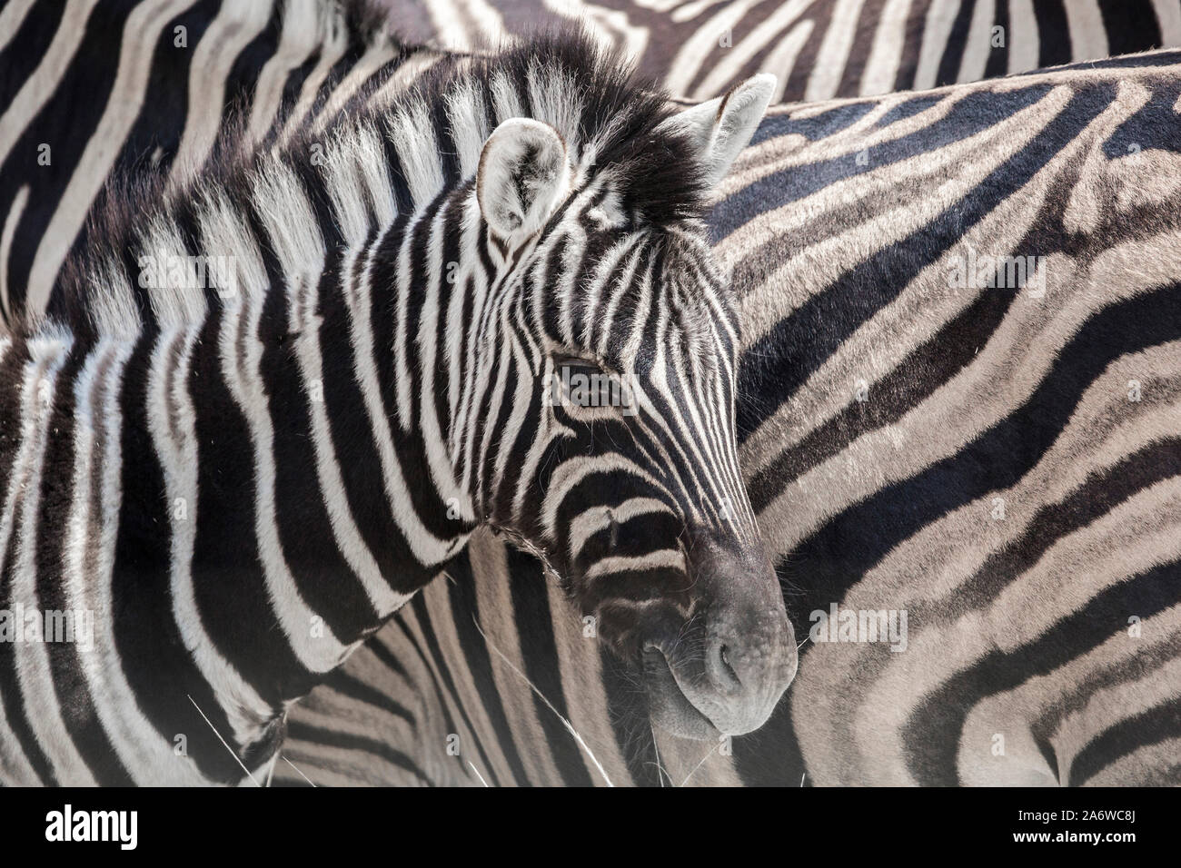 Baby zebra (equus quagga) framed in zebra patterns in Etosha, Namibia ...