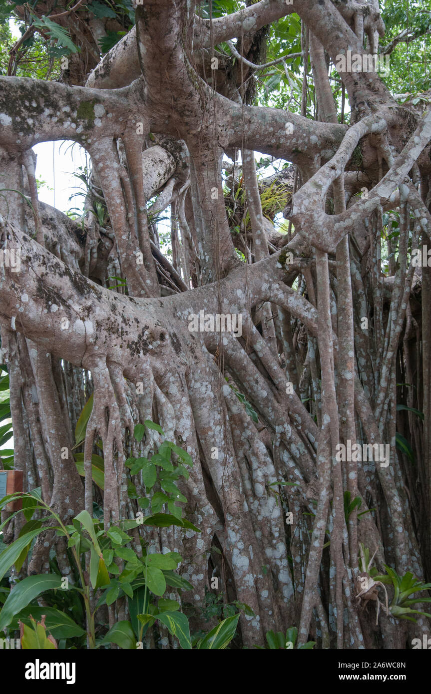 Aerial roots of the strangler fig, ficus virens, tropical North ...