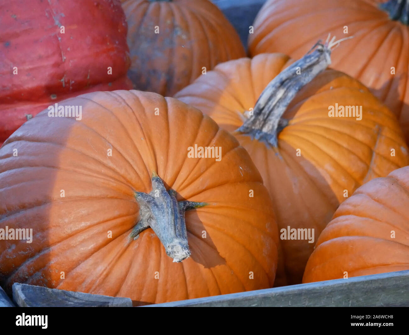 Pumpkins for sale at a produce store in Monroe,Washington Stock Photo ...
