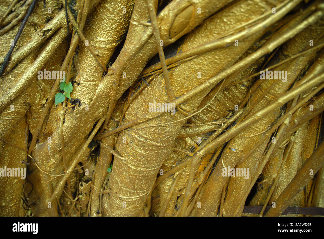 Gold Painted tree, Yangon, Myanmar, Asia Stock Photo - Alamy