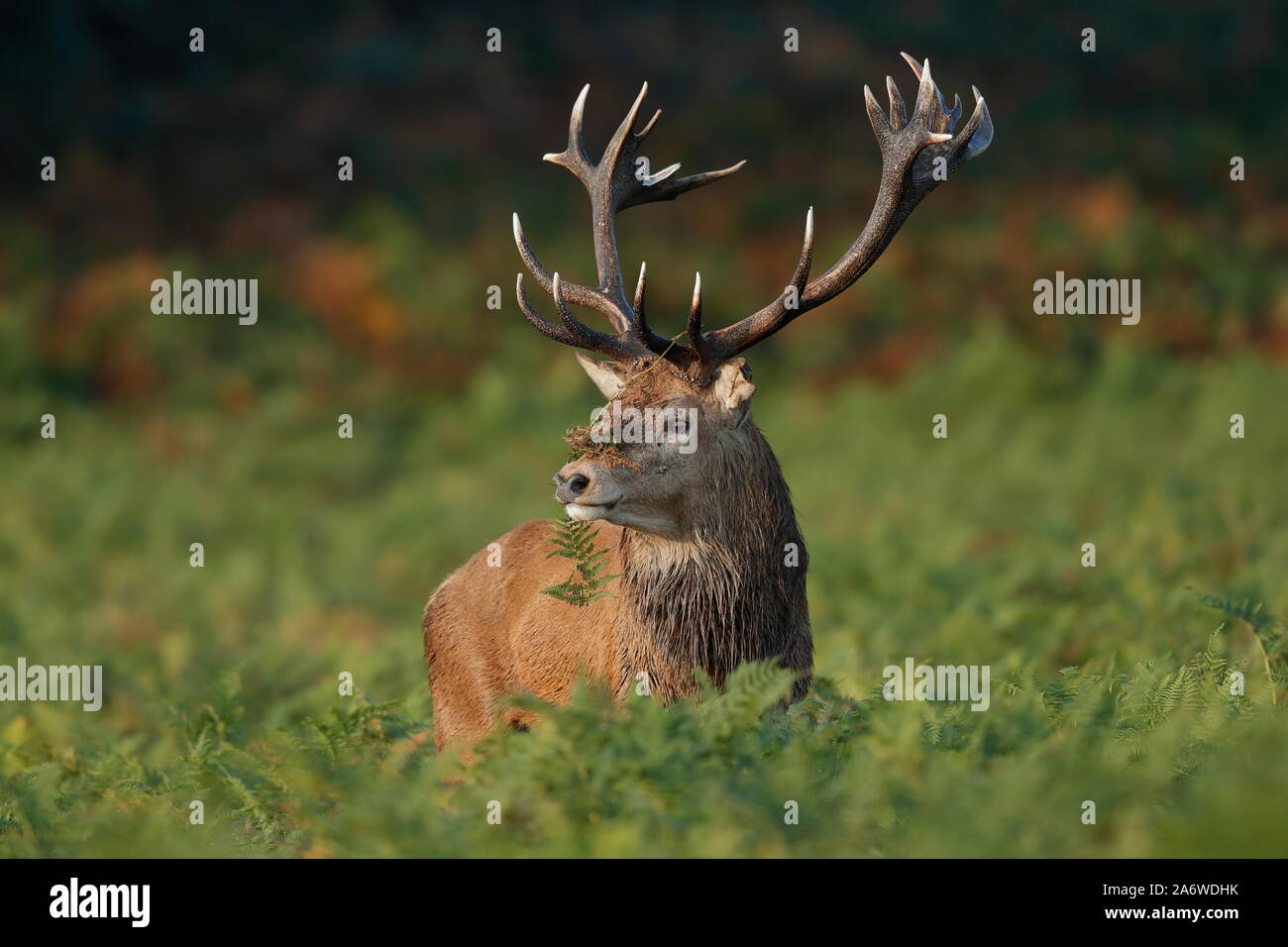 The red deer is one of the largest deer species. The red deer inhabits ...