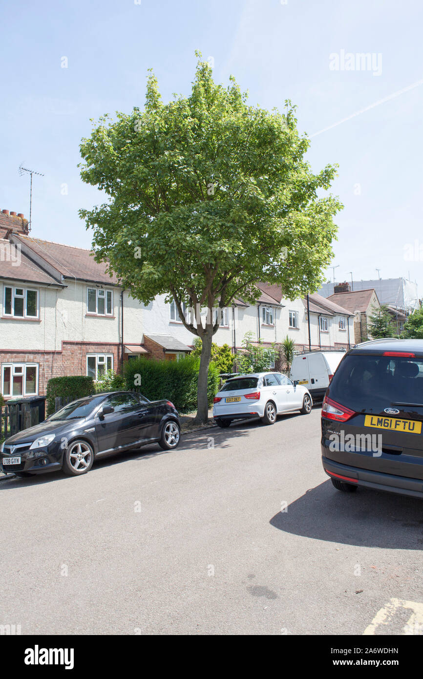 Variegated sycamore tree hi-res stock photography and images - Alamy