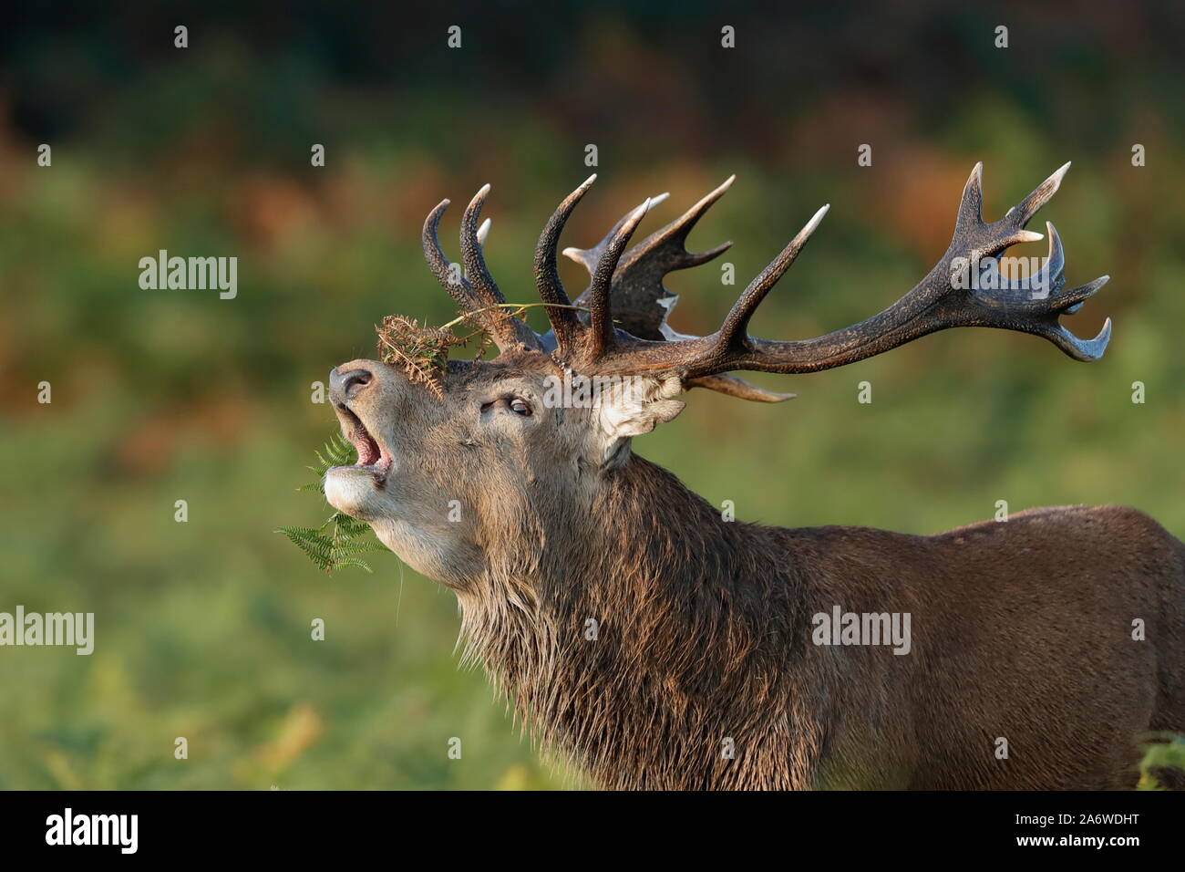 The red deer is one of the largest deer species. The red deer inhabits ...
