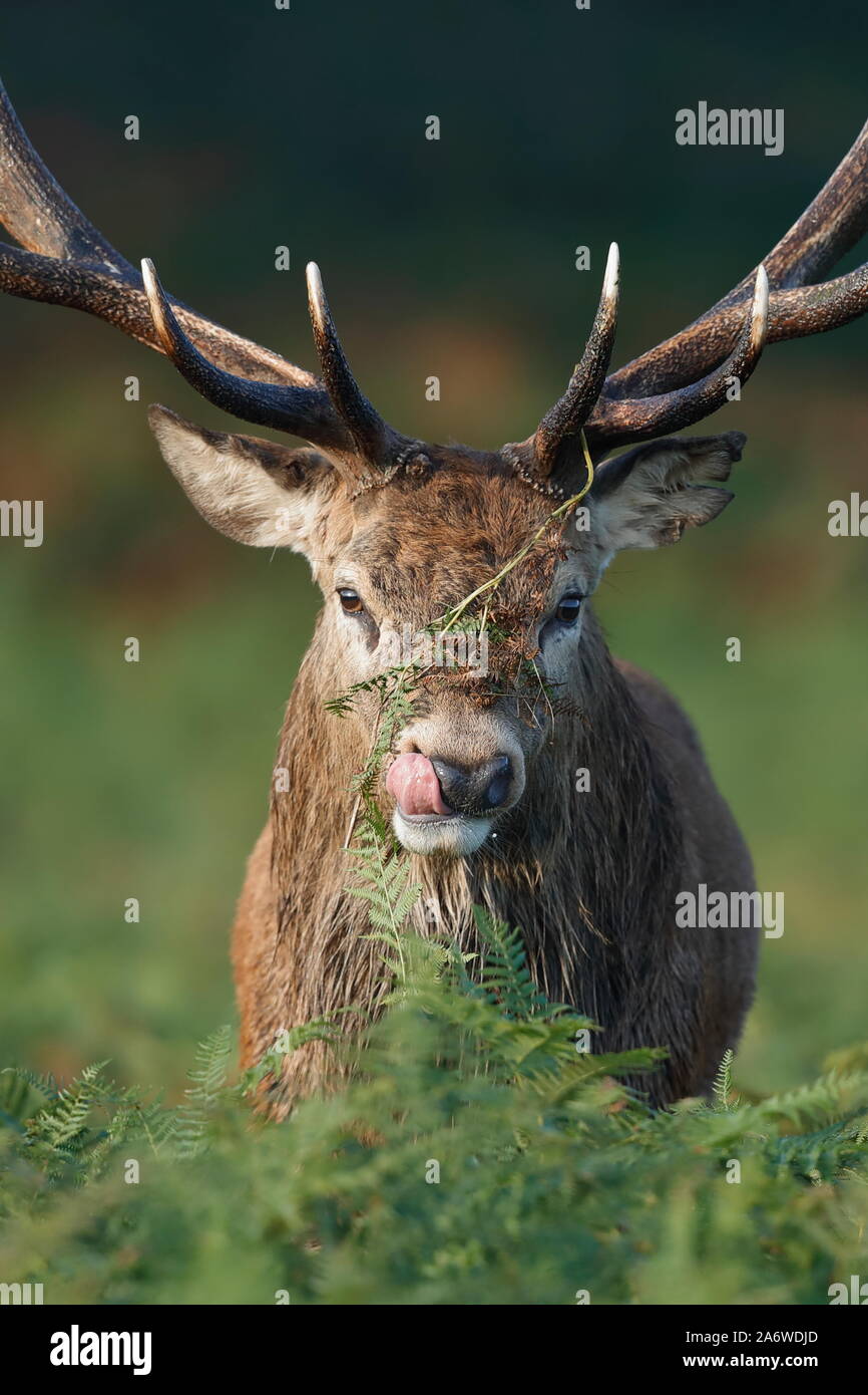 The red deer is one of the largest deer species. The red deer inhabits ...