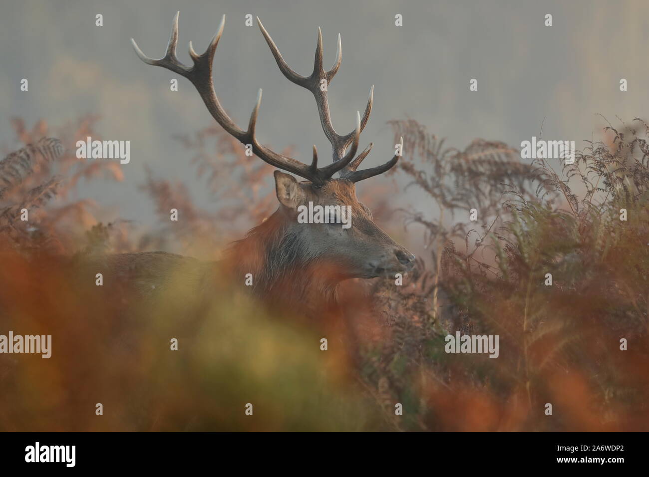 The red deer is one of the largest deer species. The red deer inhabits ...