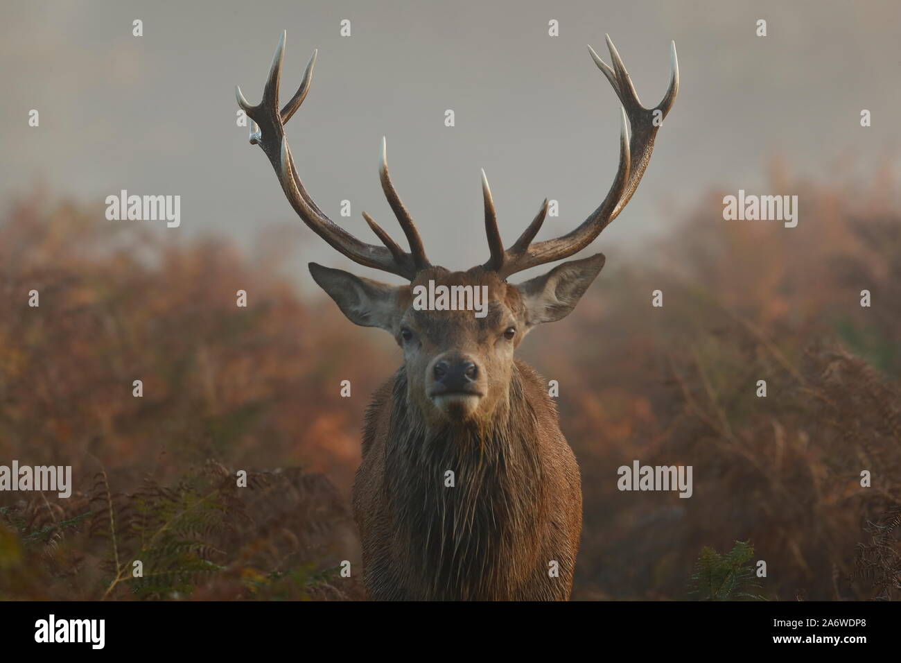 The red deer is one of the largest deer species. The red deer inhabits ...