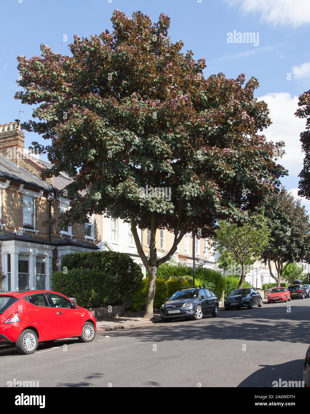 Purple leaf sycamore maple hi-res stock photography and images - Alamy
