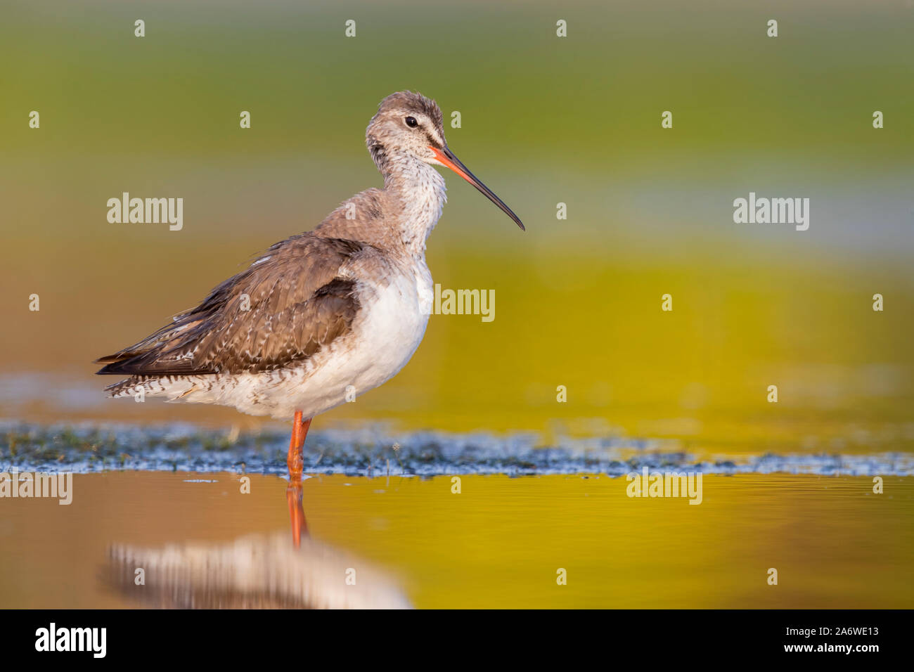 Adult winter spotted redshank hi-res stock photography and images - Alamy