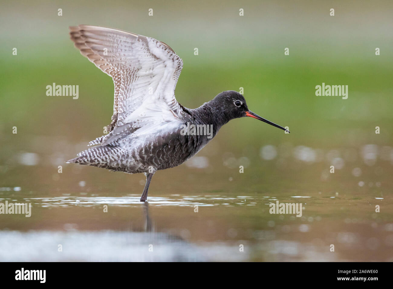 Spotted Redshank (Tringa erythropus), side view of an adult in summer ...
