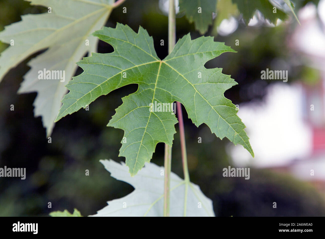 Silver maple acer saccharinum hi-res stock photography and images - Alamy