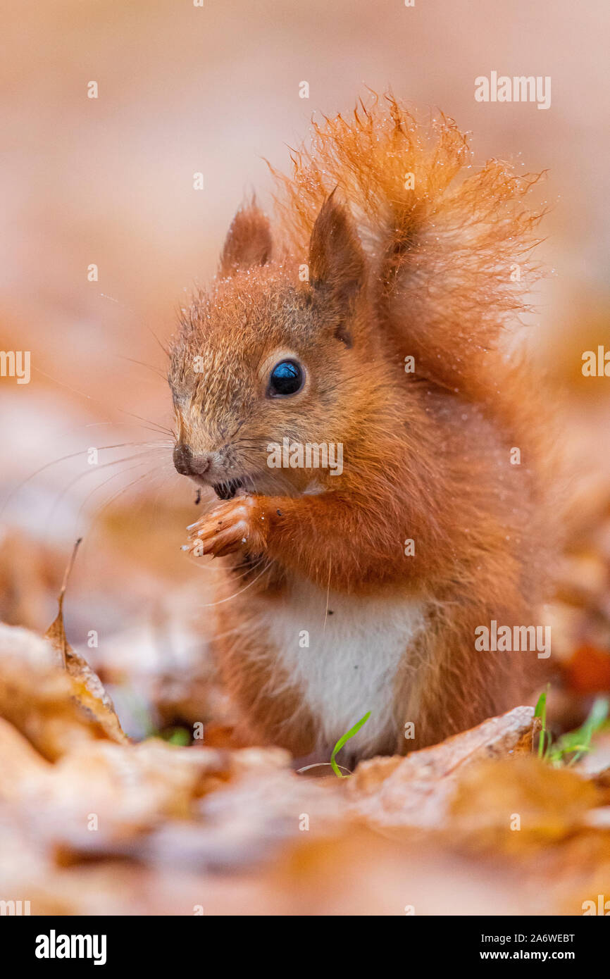 Red Squirrel (Sciurus vulgaris), juvenile eating seeds on the ground ...