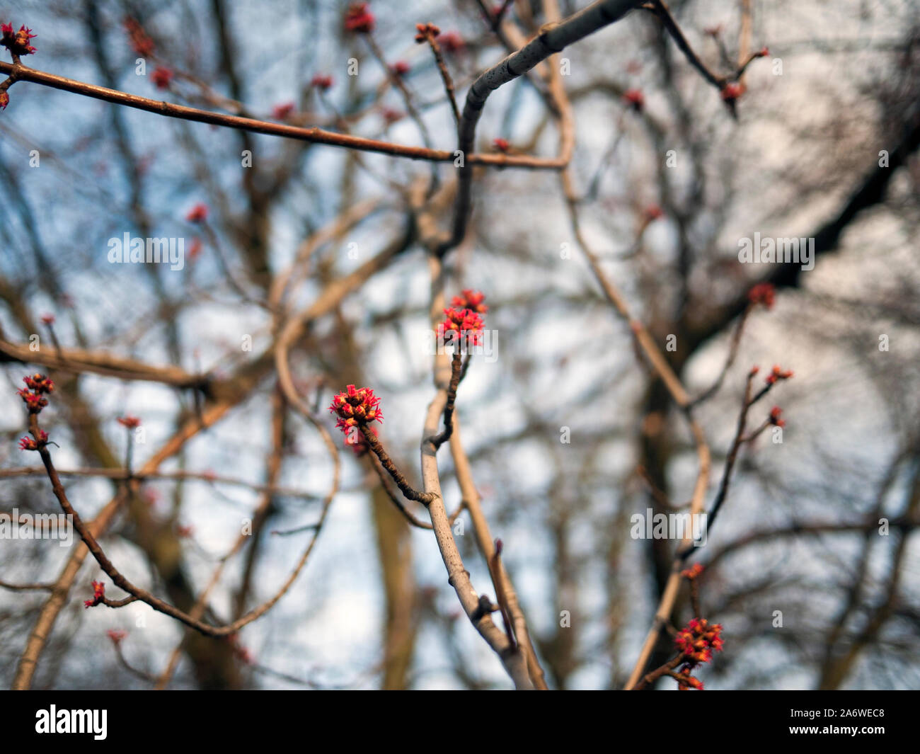 Acer saccharinum hi-res stock photography and images - Alamy