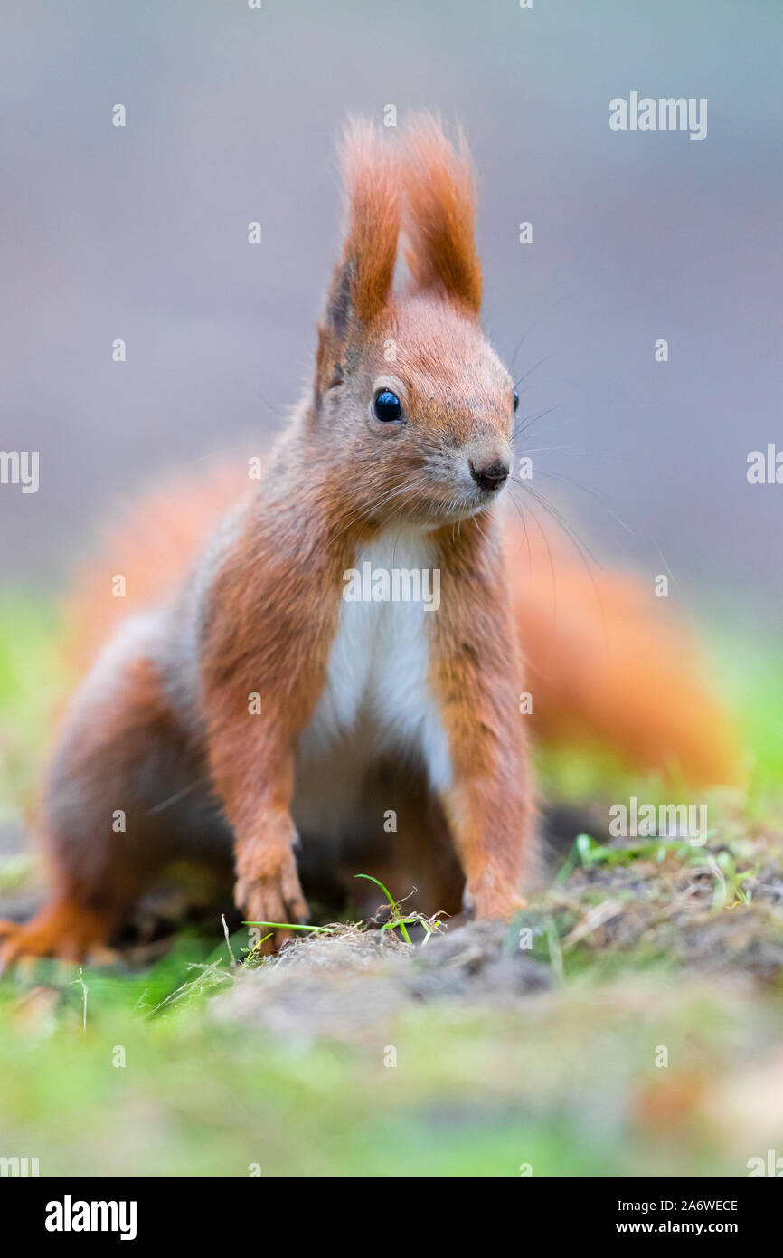Red Squirrel (Sciurus vulgaris), adult standing on the ground, Masovia ...