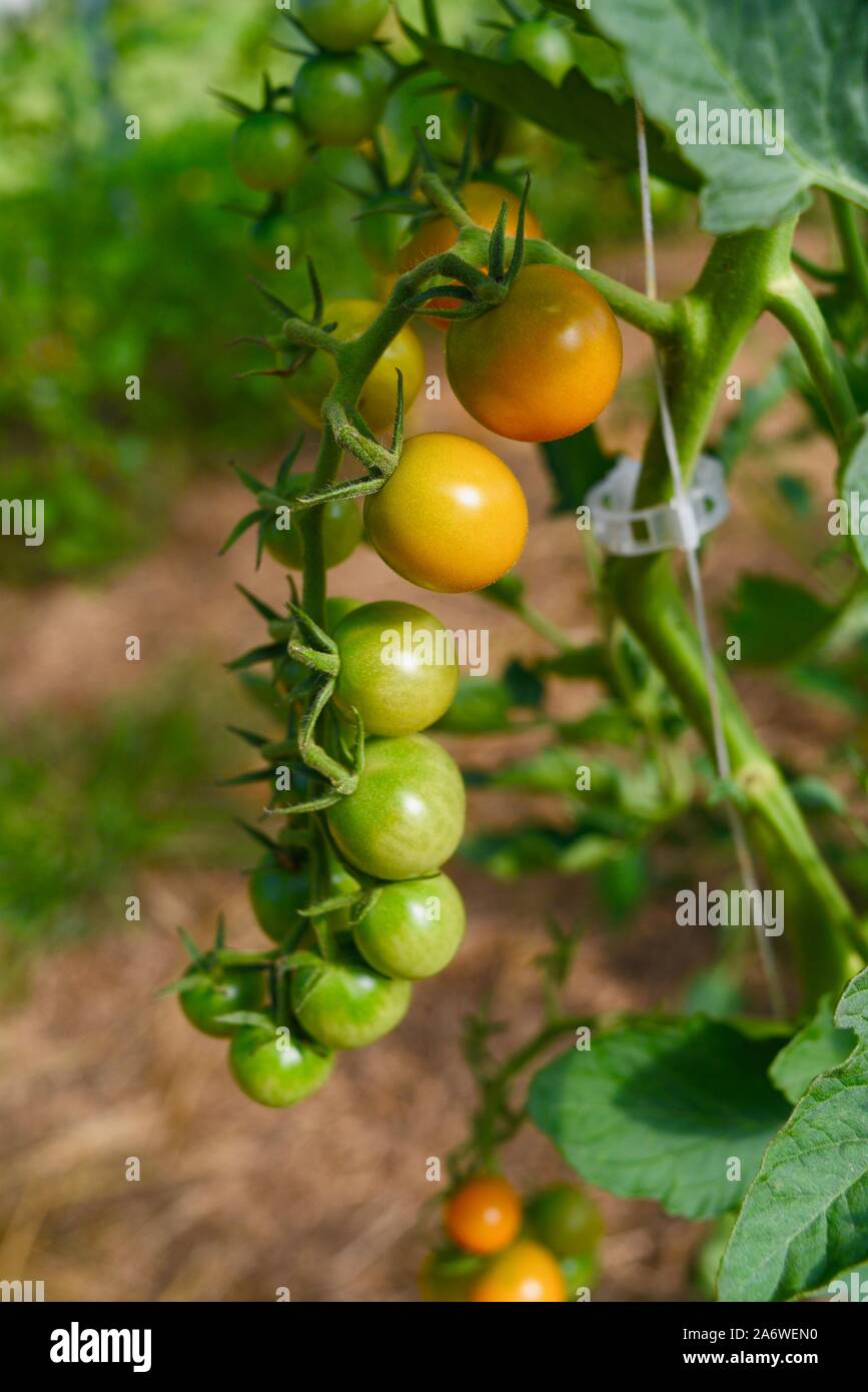 Tomato trusses hi-res stock photography and images - Alamy