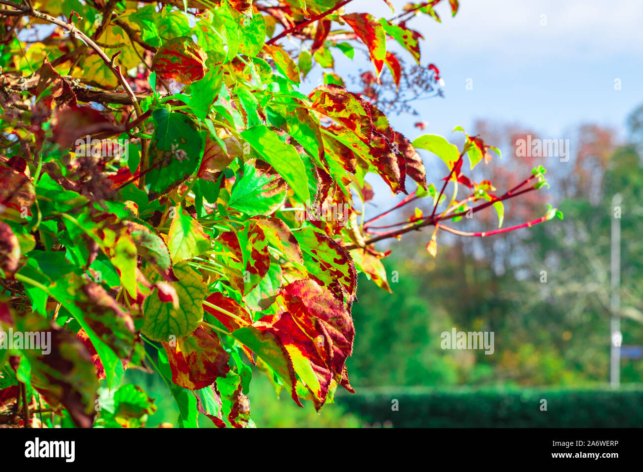 autumn leaves that change color in the beautiful morning light Stock ...