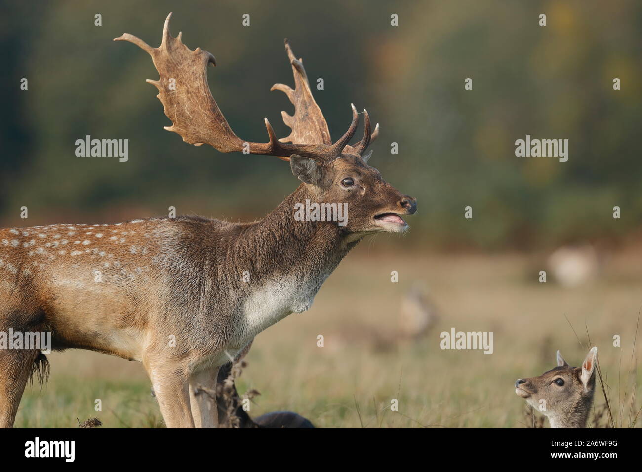 The fallow deer is a ruminant mammal belonging to the family Cervidae ...