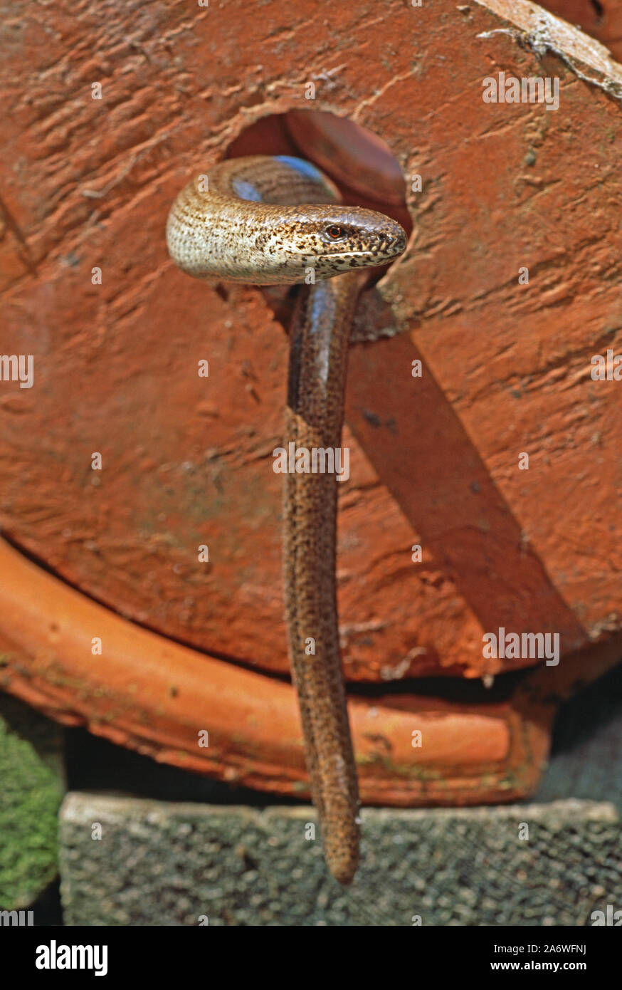 SLOW WORM (Anguis fragilis). Emerging from hole in stored ceramic plant ...