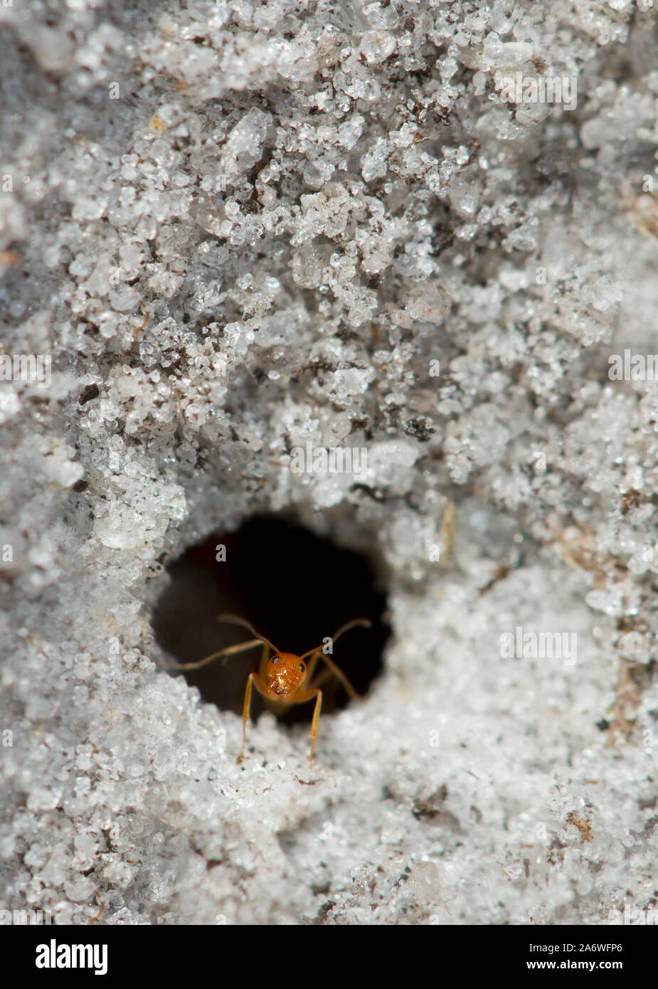 Pyramid Ant (Dorymyrmex bureni) an entrance to nest, Hickey's creek ...