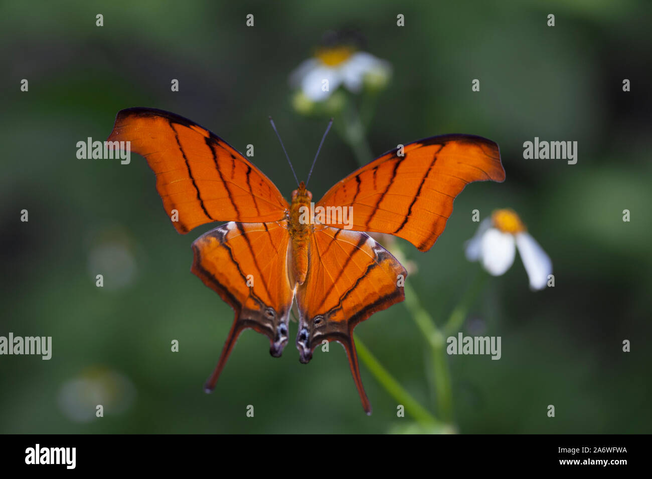 Crew bird rookery swamp hi-res stock photography and images - Alamy