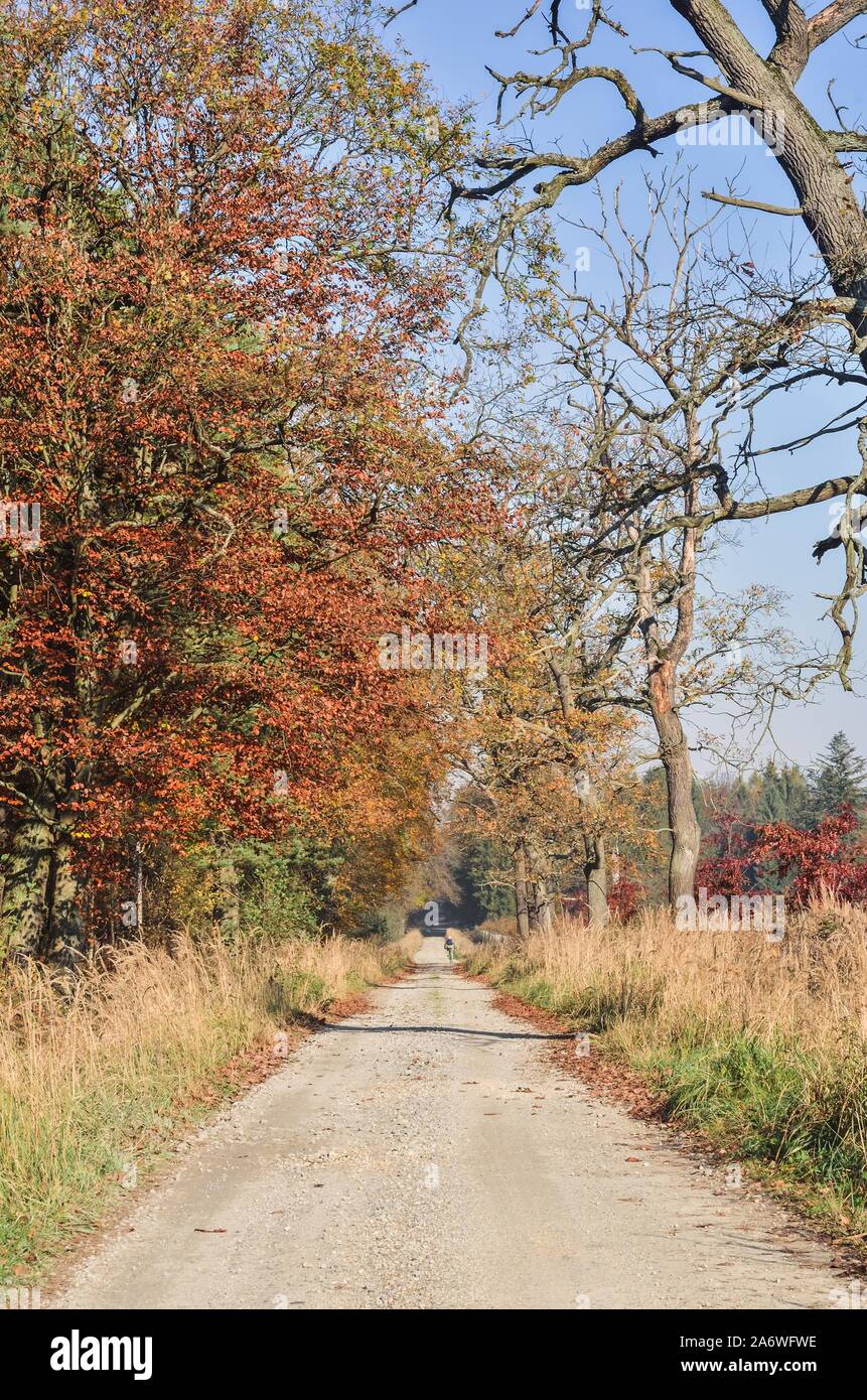Beautiful sunny park path among hi-res stock photography and images - Alamy