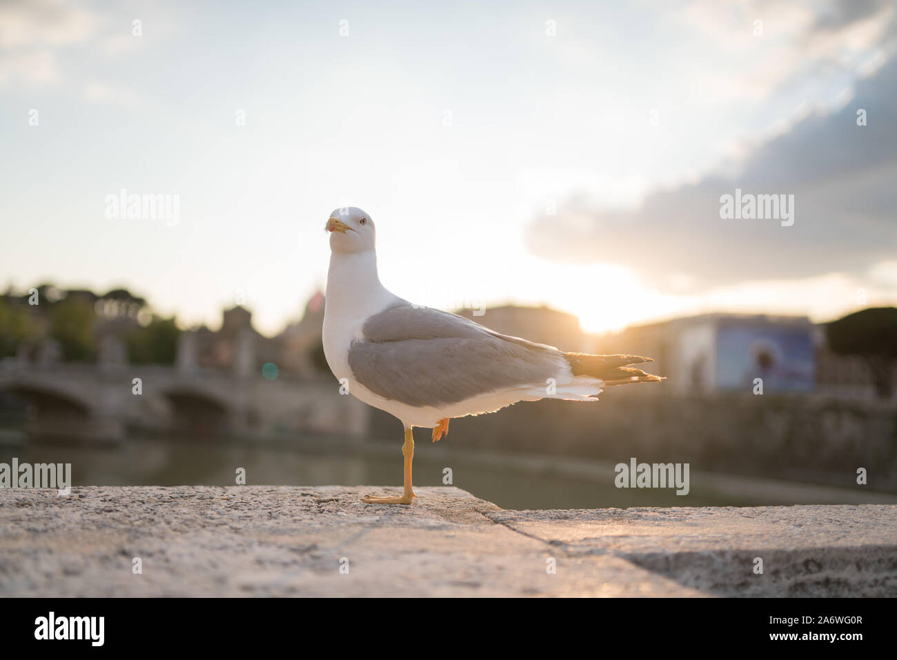 One Seagull standing on the floor by one leg Stock Photo - Alamy