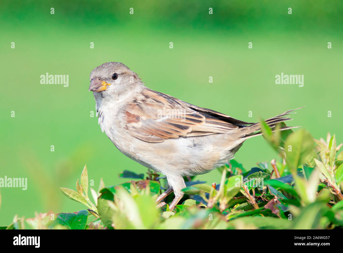 Sparrow bird on the bush on green background. Suitable for any purtrose ...