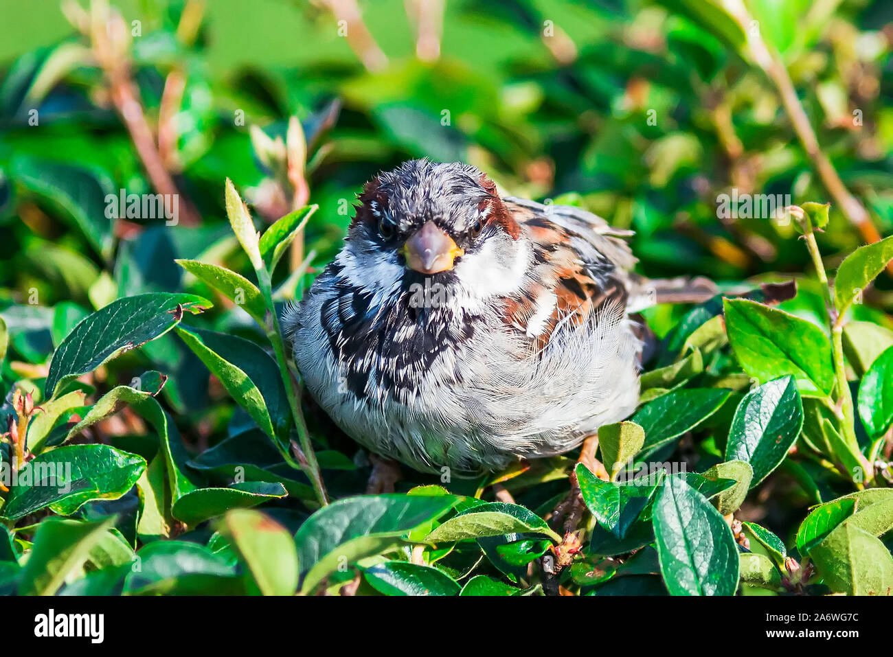 Angry sparrow bird in the bush. Suitable for any purtrose use Stock ...
