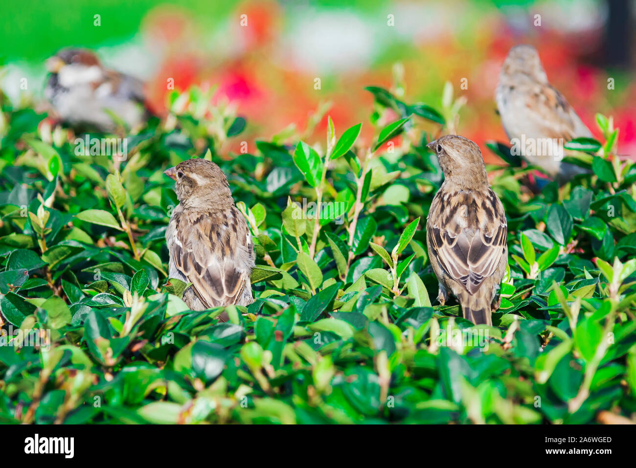 Angry sparrow hi-res stock photography and images - Alamy