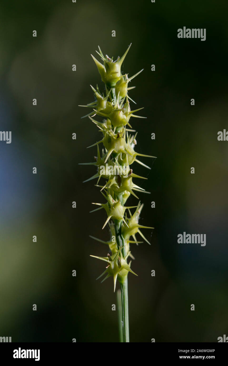 Sandbur hi-res stock photography and images - Alamy