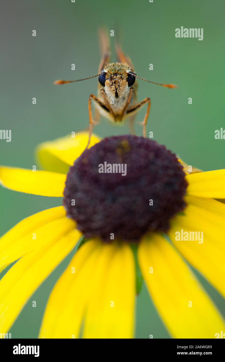 Wildflowers insect invertebrate pollination hi-res stock photography ...