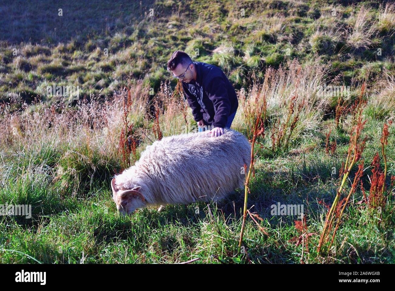 Hróarstunga District, Iceland. A tourist attempting to make friends ...
