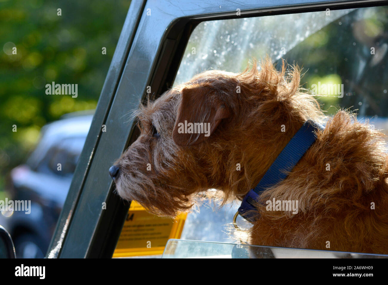 Cute terrier dog looking out of the window of a Land Rover Defender ...