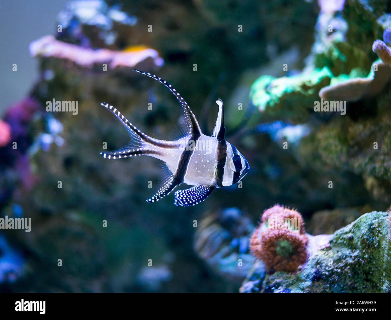 Banggai cardinalfish (Pterapogon kauderni) in a reef aquarium Stock ...