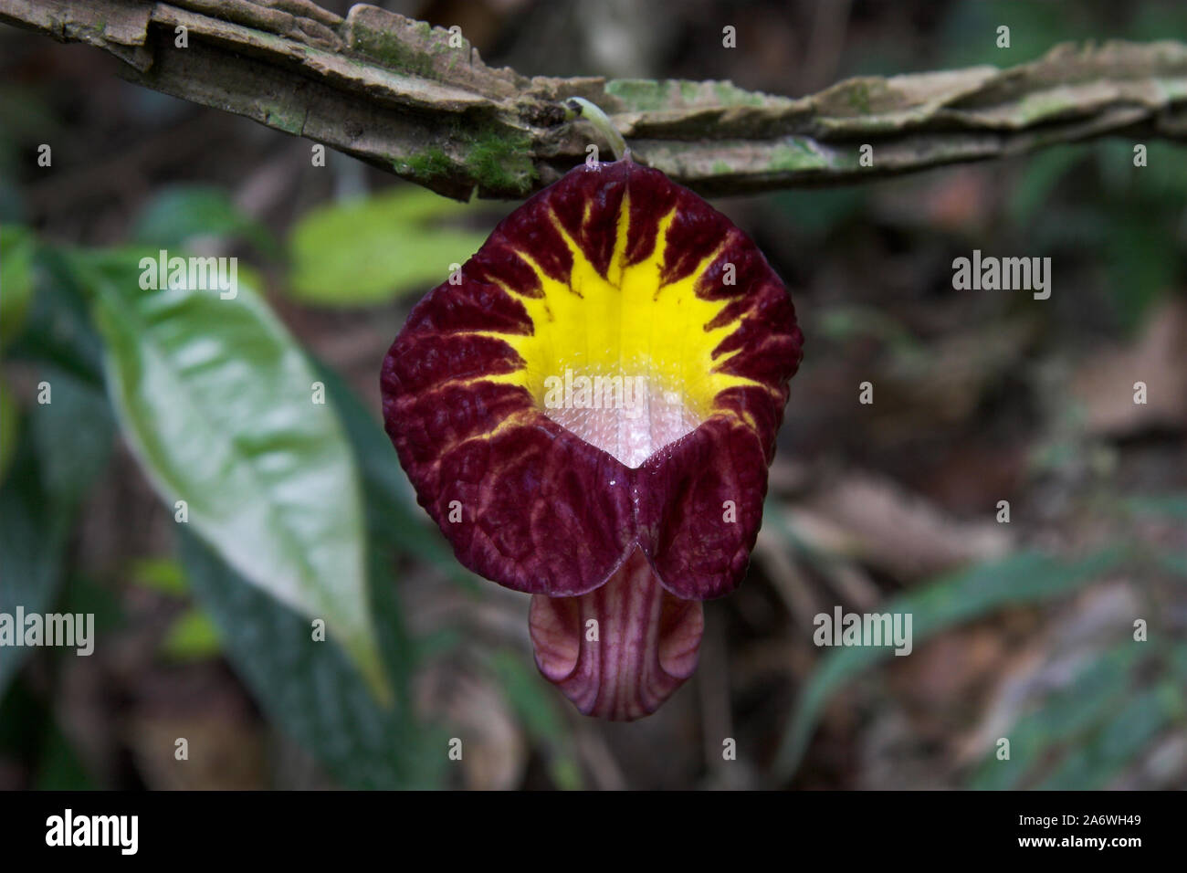 Dutchman's pipe vine hi-res stock photography and images - Alamy