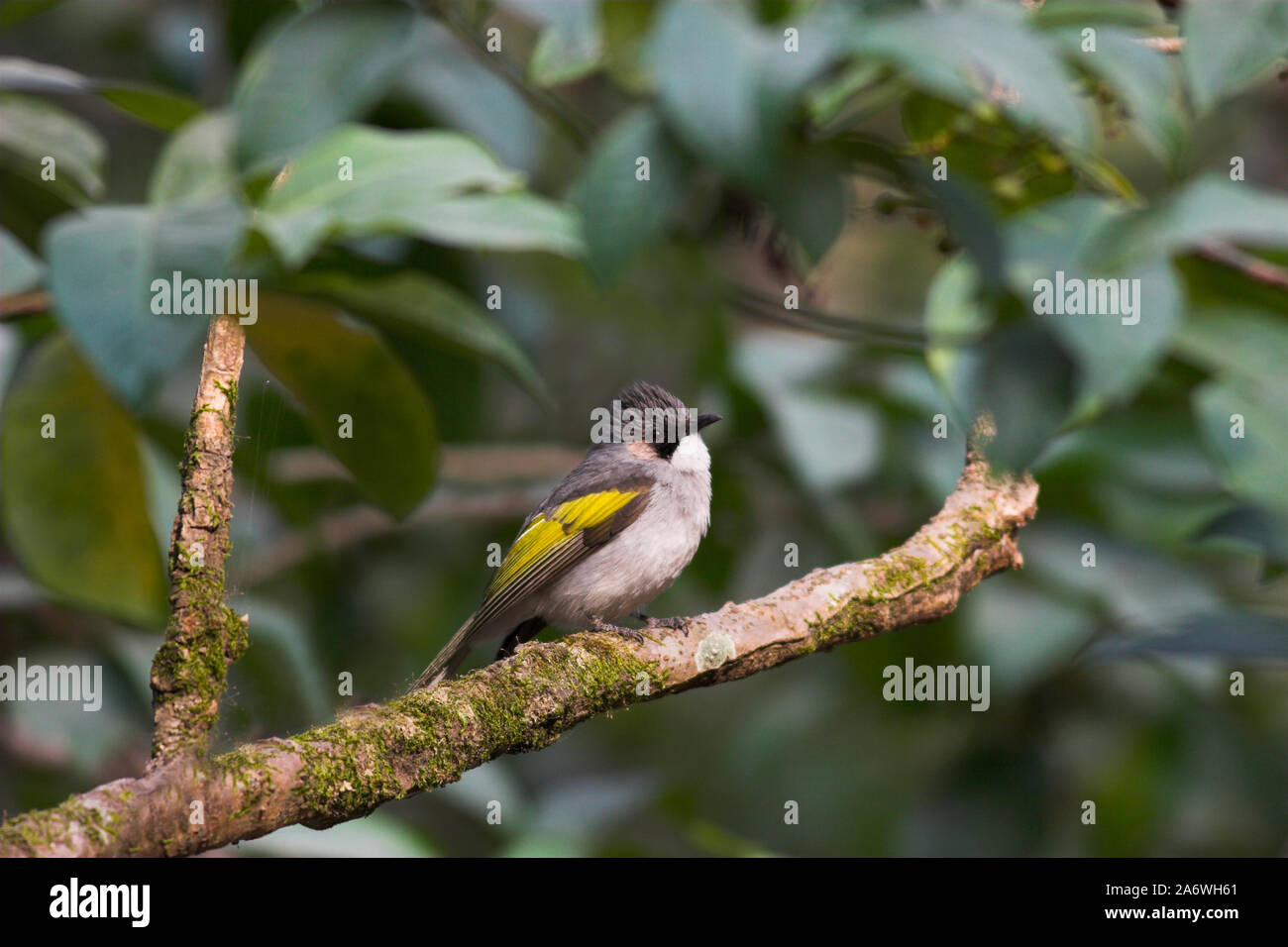 Indian bulbuls hi-res stock photography and images - Alamy