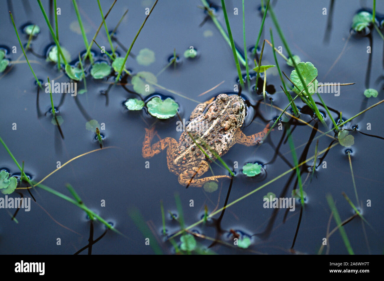Breeding pool hi-res stock photography and images - Alamy