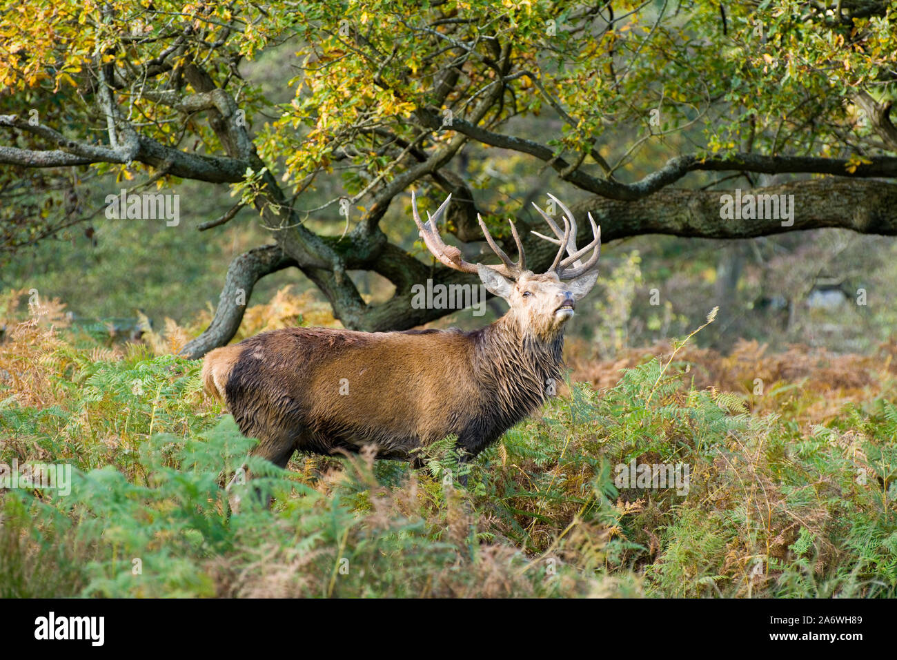 Male Red Deer Stag (Cervus elaphus) during rutting season at Bradgate ...