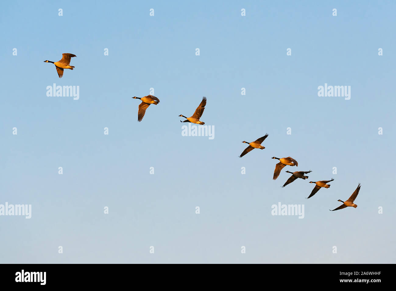 Life cycle of geese hi-res stock photography and images - Alamy