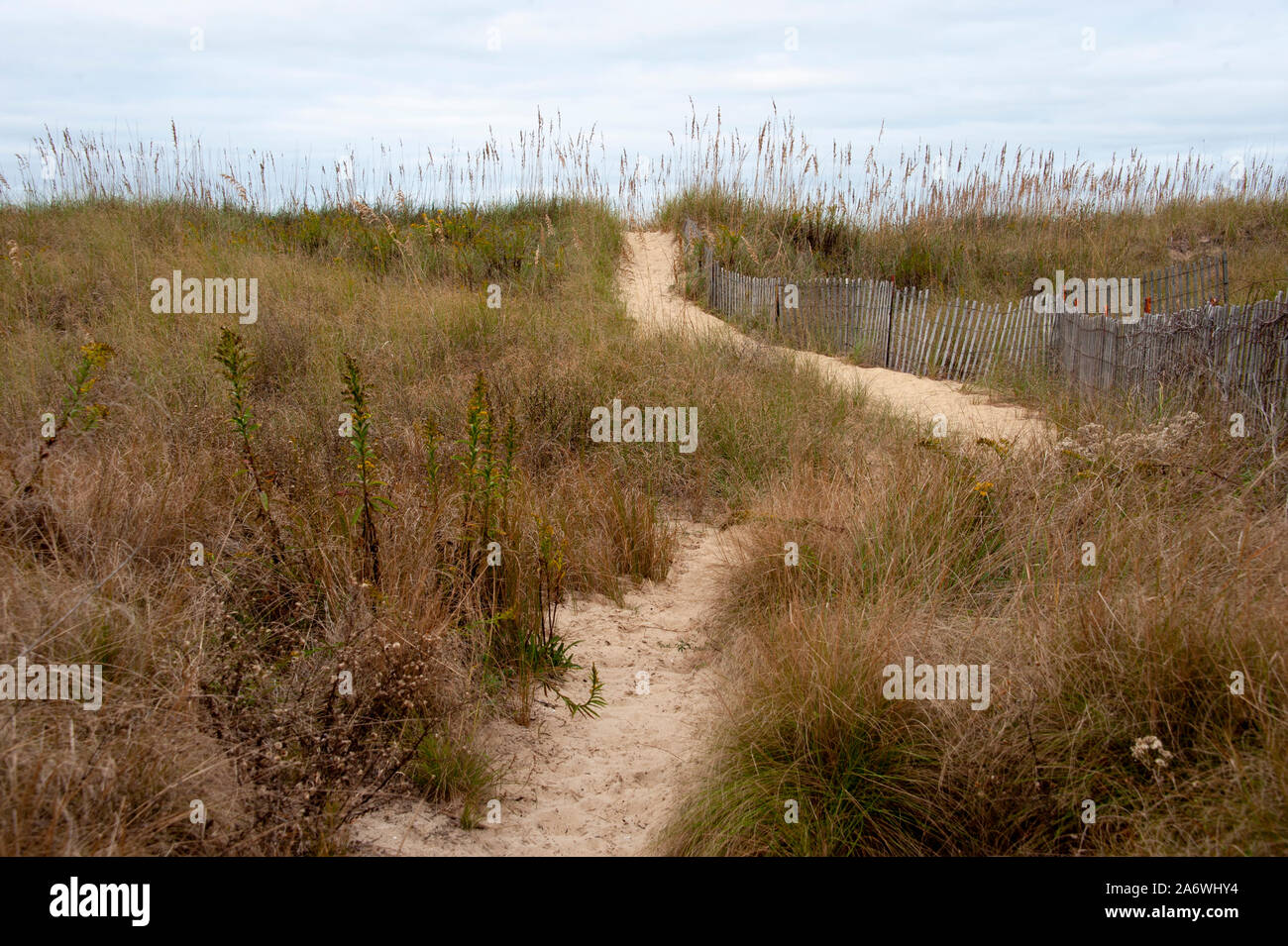 Path through sand dune leading to beach Stock Photo - Alamy