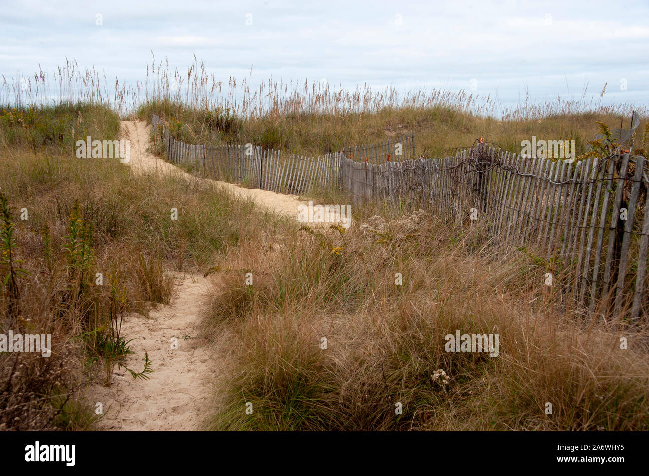 Wooden path through sand dunes hi-res stock photography and images - Alamy