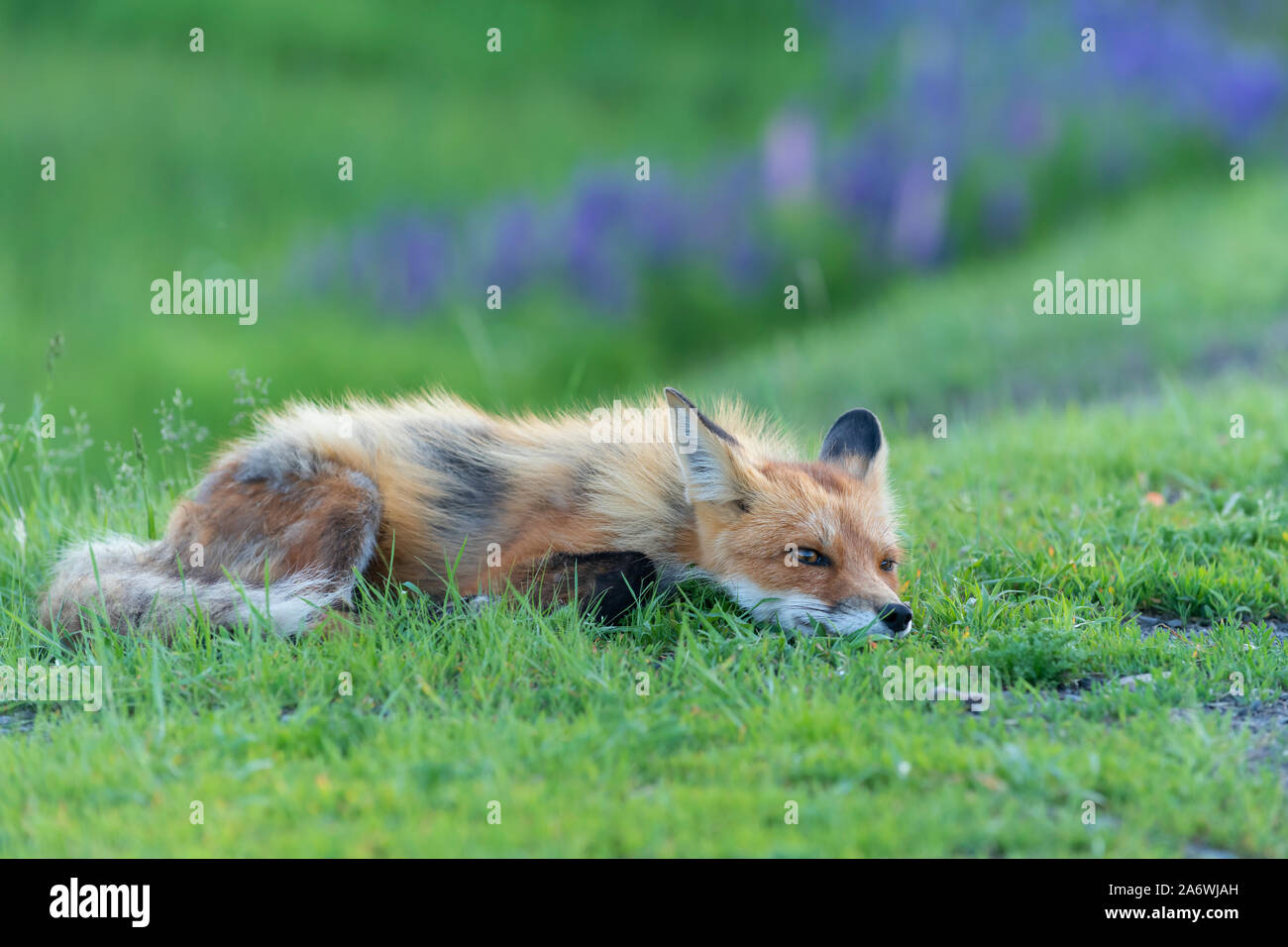 Red fox (Vulpes vulpes), Summer, Eastern United States, by Dominique ...