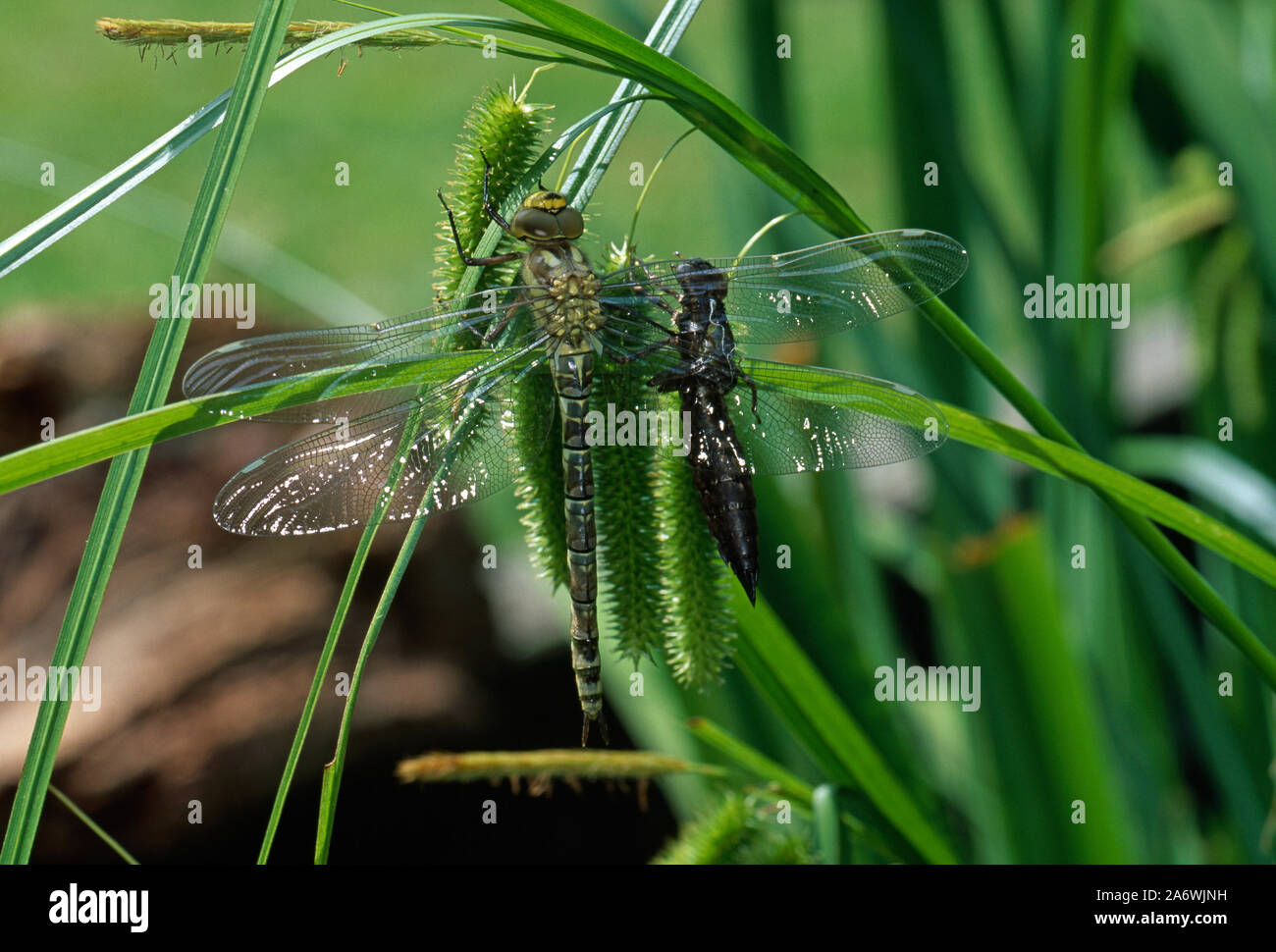 SOUTHERN HAWKER DRAGONFLY (Aeshna cyanea). Female just emerged from ...