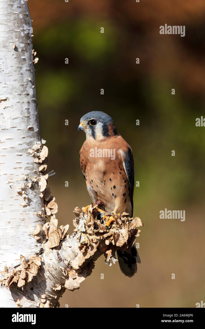 American sparrow hawk hi-res stock photography and images - Alamy