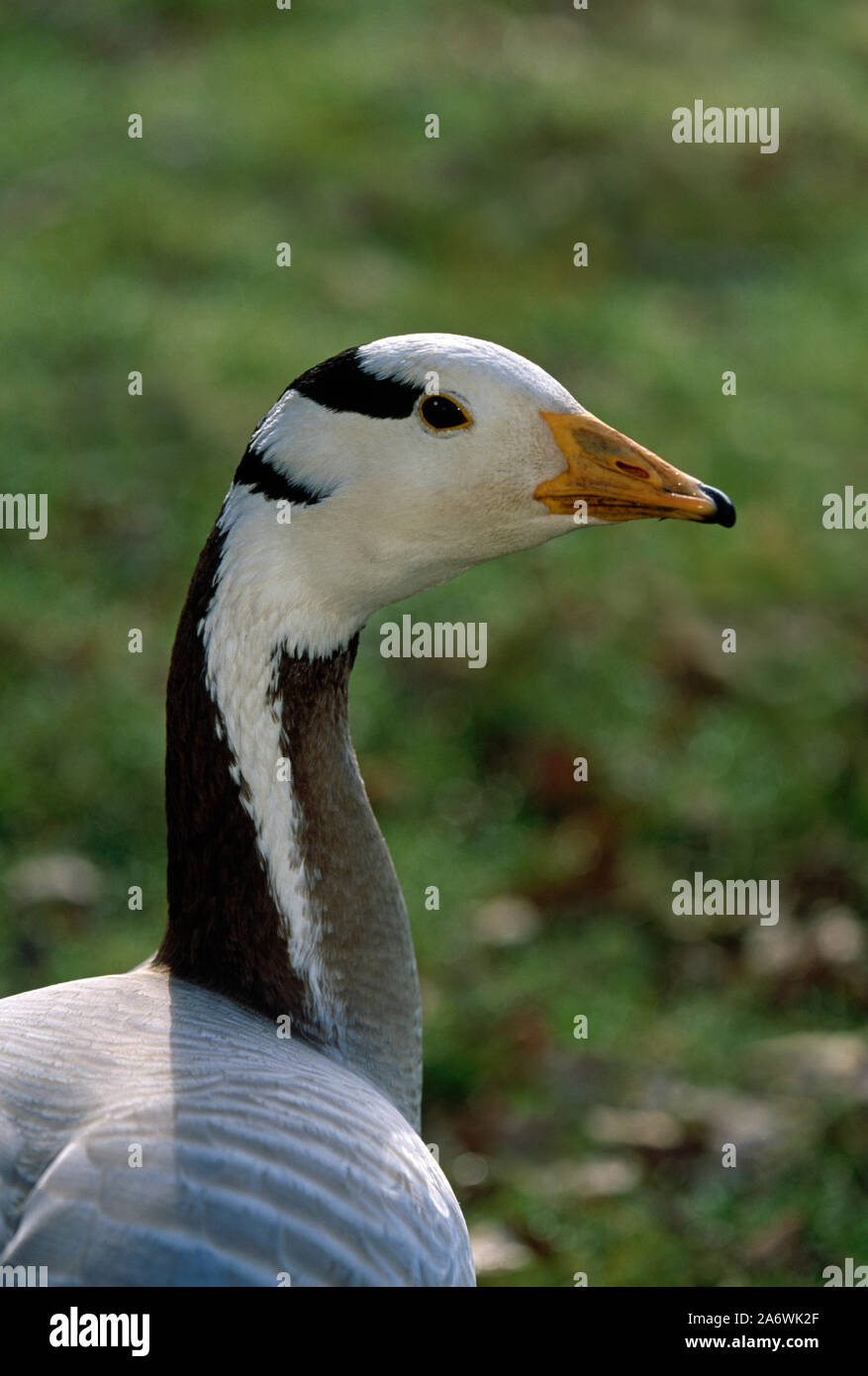 BAR-HEADED GOOSE head detail (Anser indicus Stock Photo - Alamy