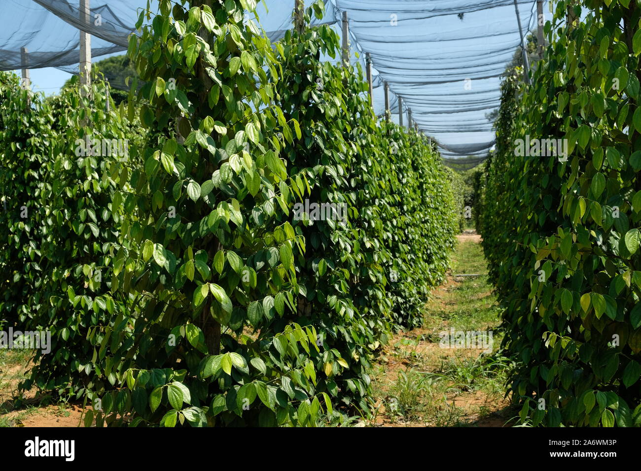 Vietnam Phu Quoc - pepper plant farm Stock Photo - Alamy