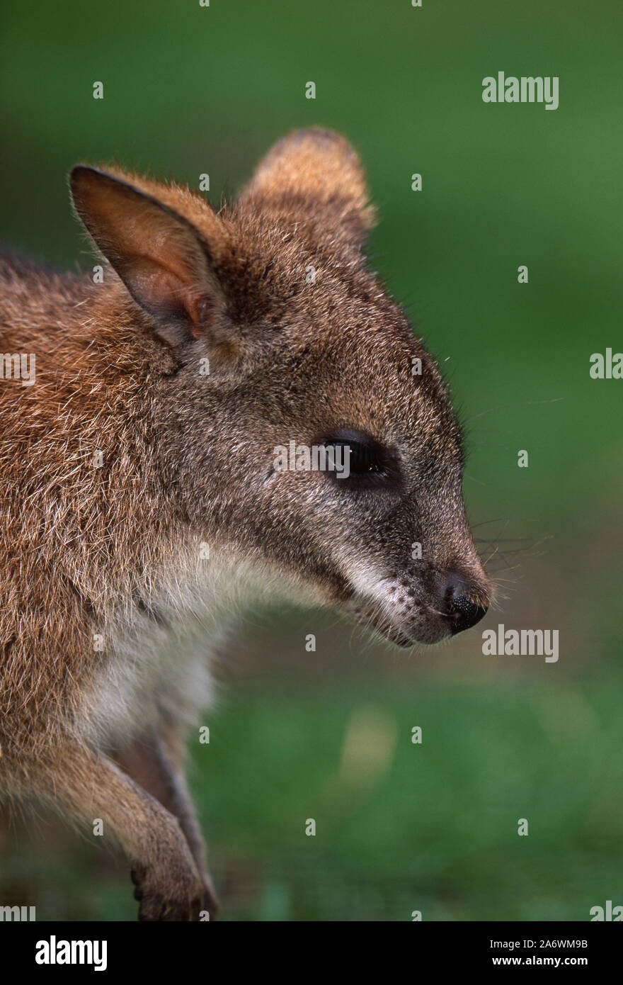 Parma wallabies hi-res stock photography and images - Alamy
