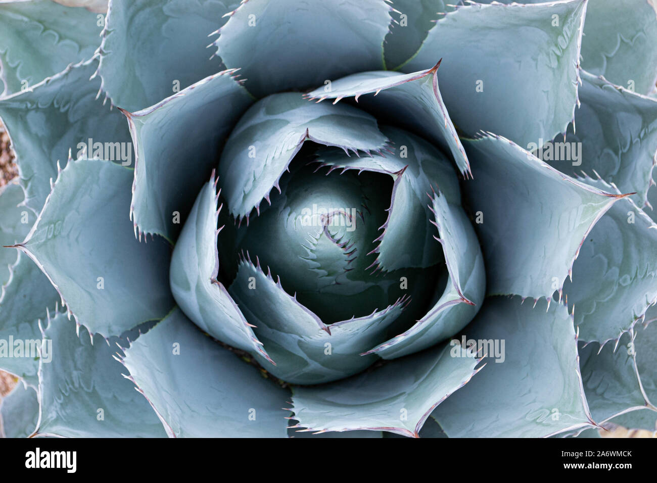 Soothing Blue Agave Opening Detail Stock Photo - Alamy
